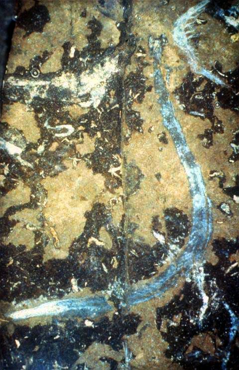 Conodonts – Scottish Geology Trust