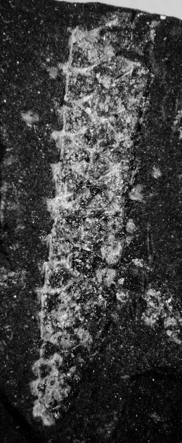 Graptolites – Scottish Geology Trust